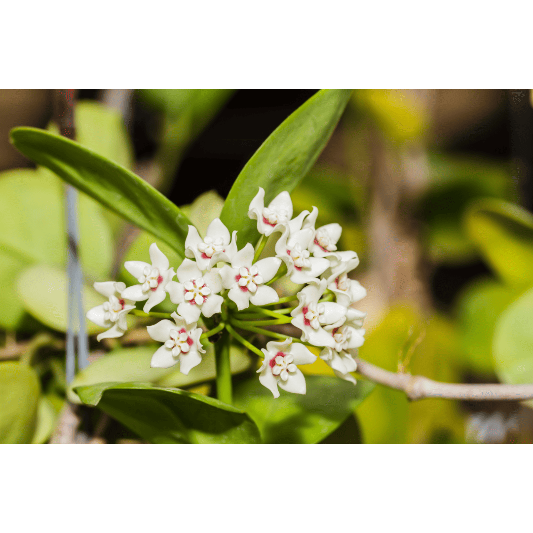 Hoya Shepherdii: A Guide to Growing and Caring for this Beautiful Plant ...
