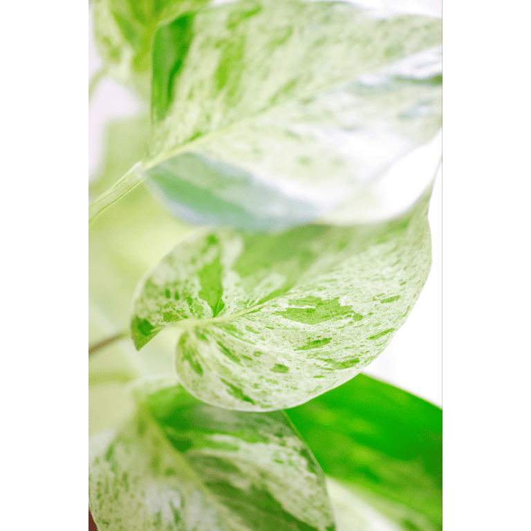Snow Queen Pothos: A Guide to Growing This Beautiful Plant - Pots of Dirt