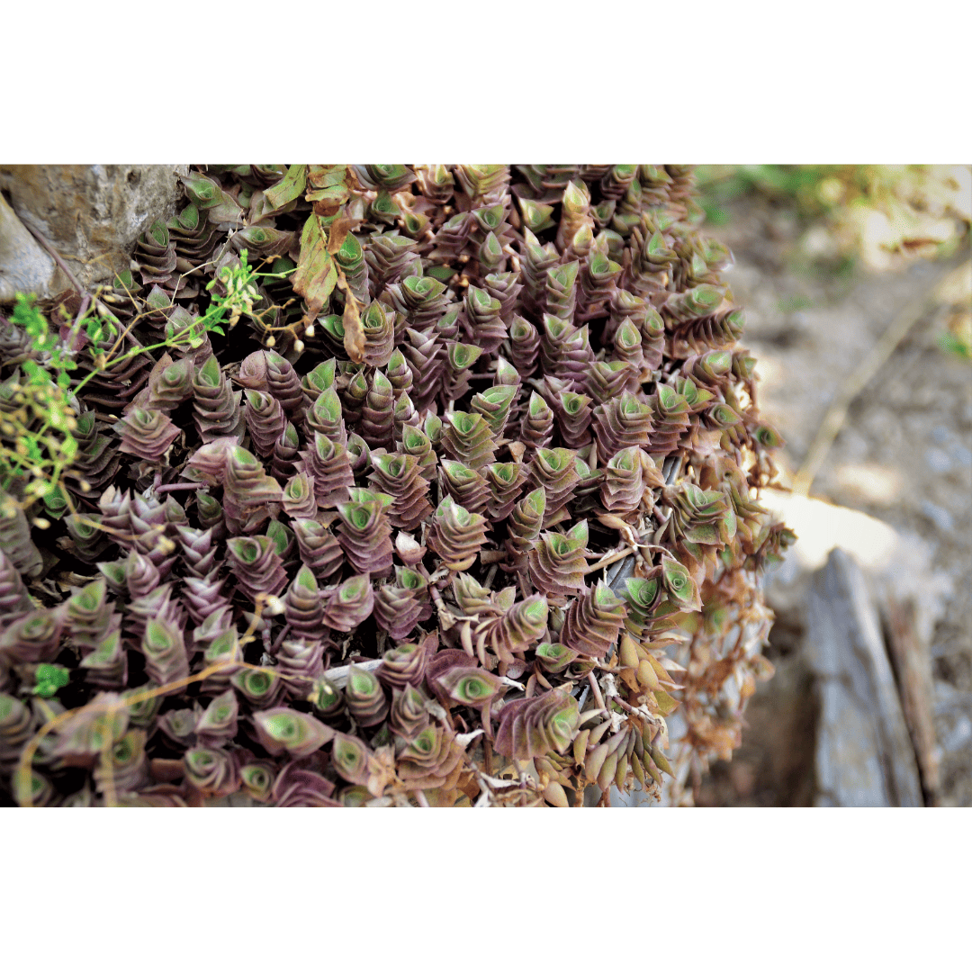 Callisia Navicularis: AKA the Chain Plant - Pots of Dirt